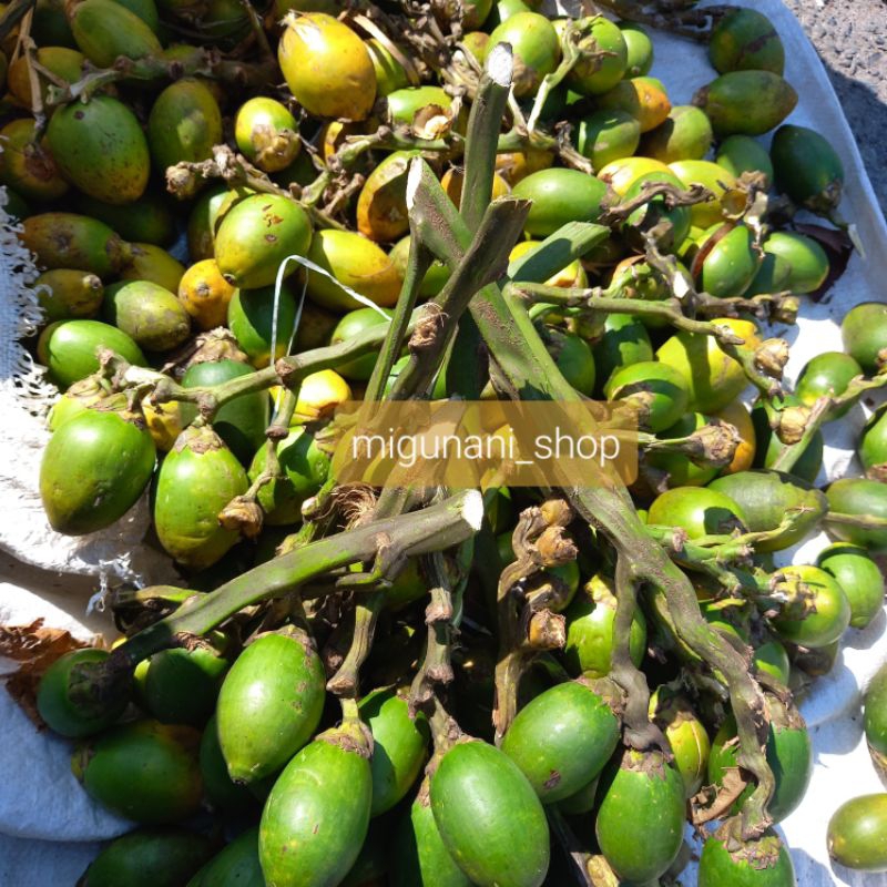 Jual buah jambe tua/muda 3 pc Rp.5000 buah pinang muda buah pinang tua ...