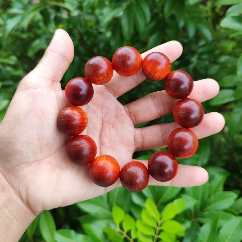 Jual GELANG KAYU AGATHIS SUPER / KAYU RAJA Xue long mu (TEMBUS SENTER ...