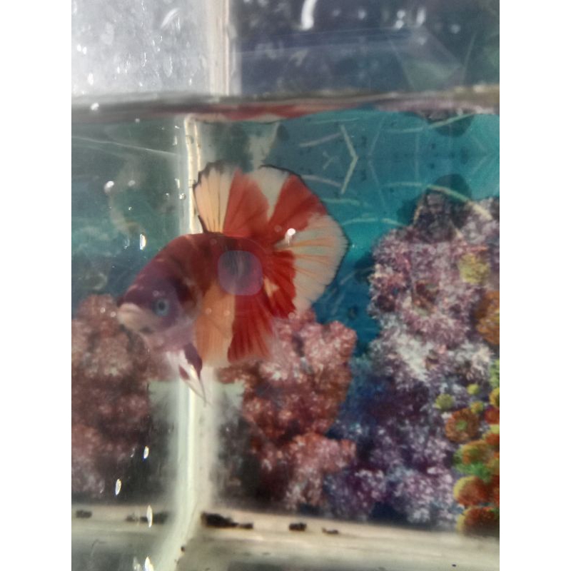 Jual IKAN CUPANG NEMO GALAKSI | Shopee Indonesia