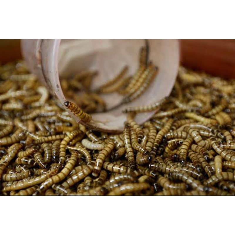 Jual ULAT JERMAN 5000 (HIDUP) | Shopee Indonesia