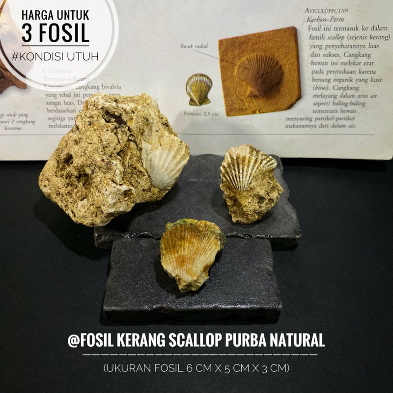 Jual Fosil Kerang Scallop Purba Natural B48 atau Fosil Keong atau ...