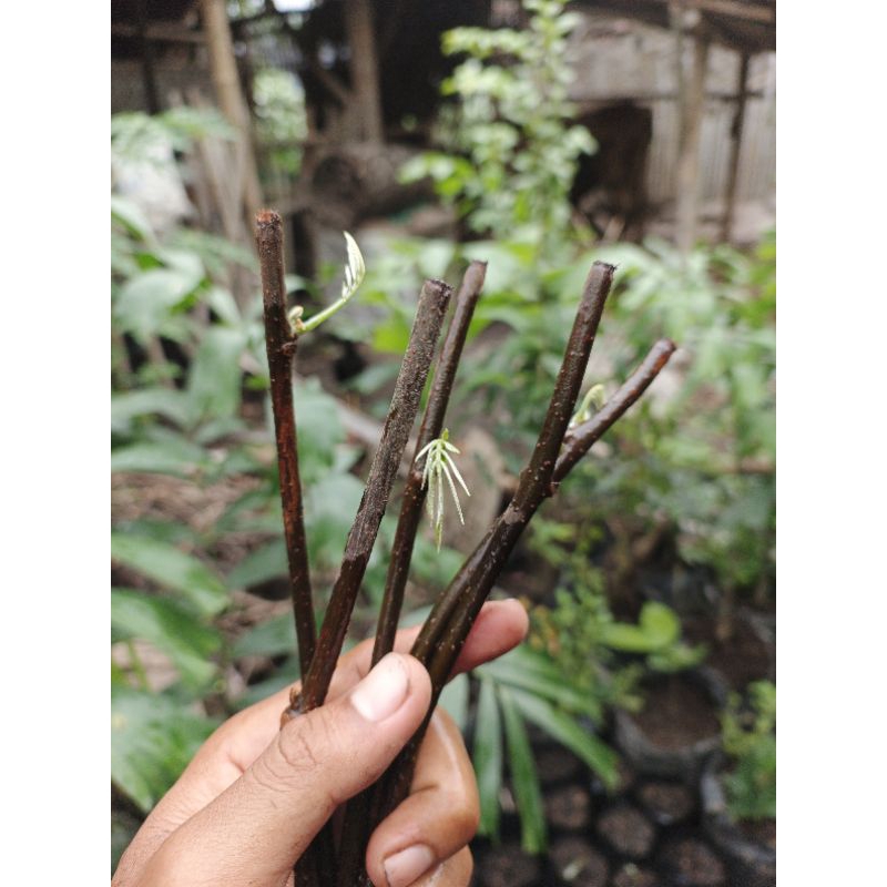 Jual paket bibit akar tuba/jenu siap tanam(beli 5 gratis 2) | Shopee ...