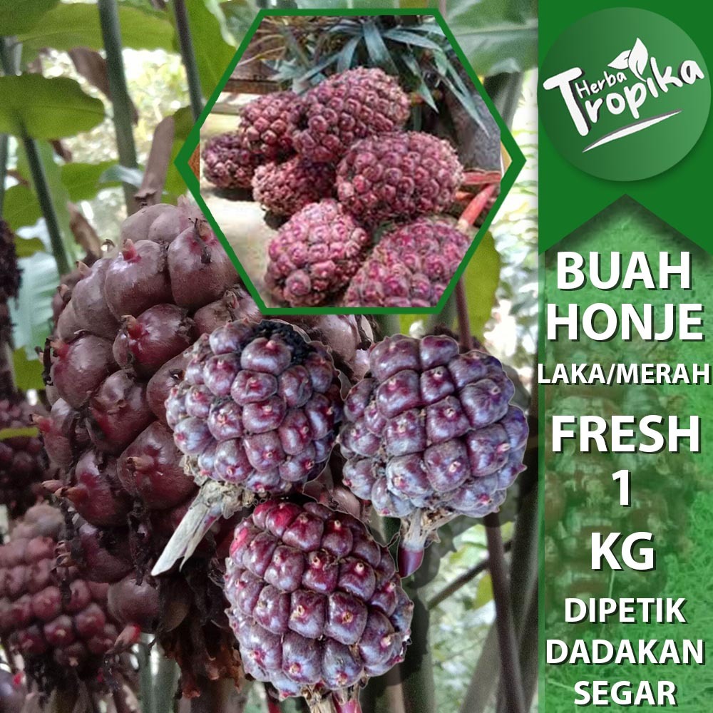 Jual Buah Honje Laka Merah Sayuran Segar 1 kg toko herba tropika ...