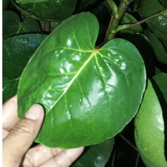 Jual Daun Mangkokan Nothopanax Scutellarium Merr 20 Lembar | Shopee ...