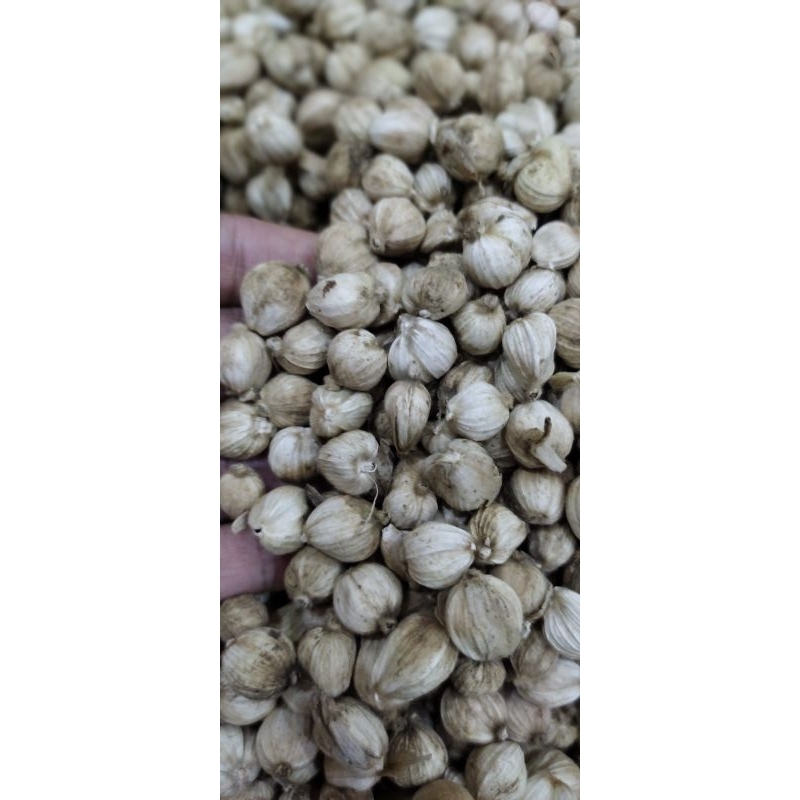 Jual KAPULAGA PUTIH SUPER PILIHAN TERBAIK DAN KUALITAS TERBAIK 1 KG ...