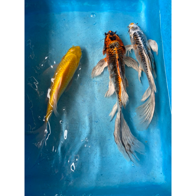 Jual IKAN KOI KUMPAY SLAYER WARNA CANTIK / Sehat berkwalitas / harga ...