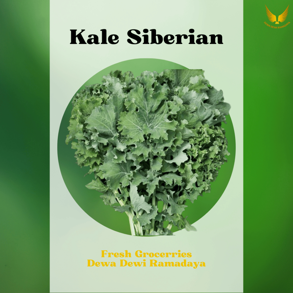 Jual Kale Siberian Dewa Dewi Rama Daya | Shopee Indonesia