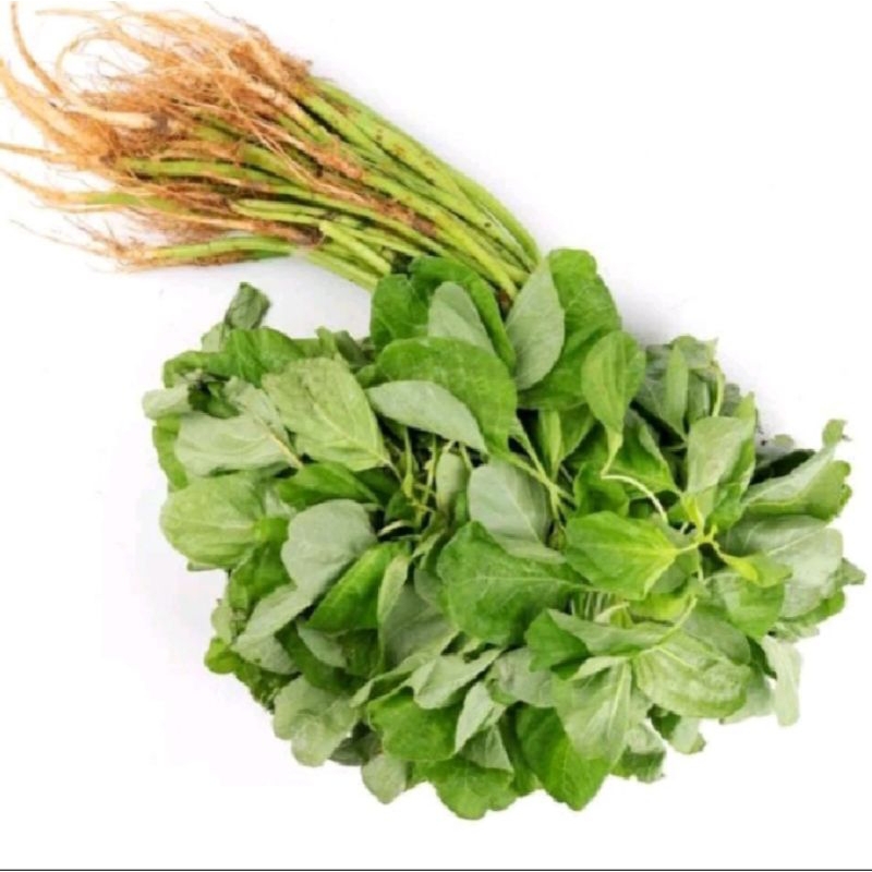 Jual Sayur Bayam Hijau Segar 1 ikat | Shopee Indonesia