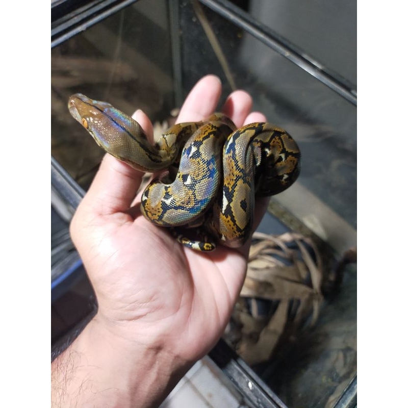 Jual retic cb | Shopee Indonesia