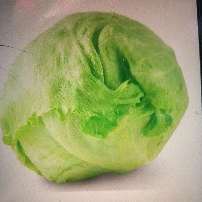 Jual head lettuce 1 kg | Shopee Indonesia