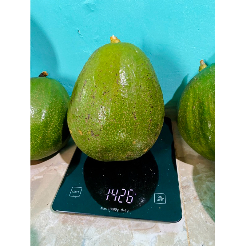 Jual Buah Alpukat Kendil Markus Hawai (2kg) Alpukat Mentega Premium ...