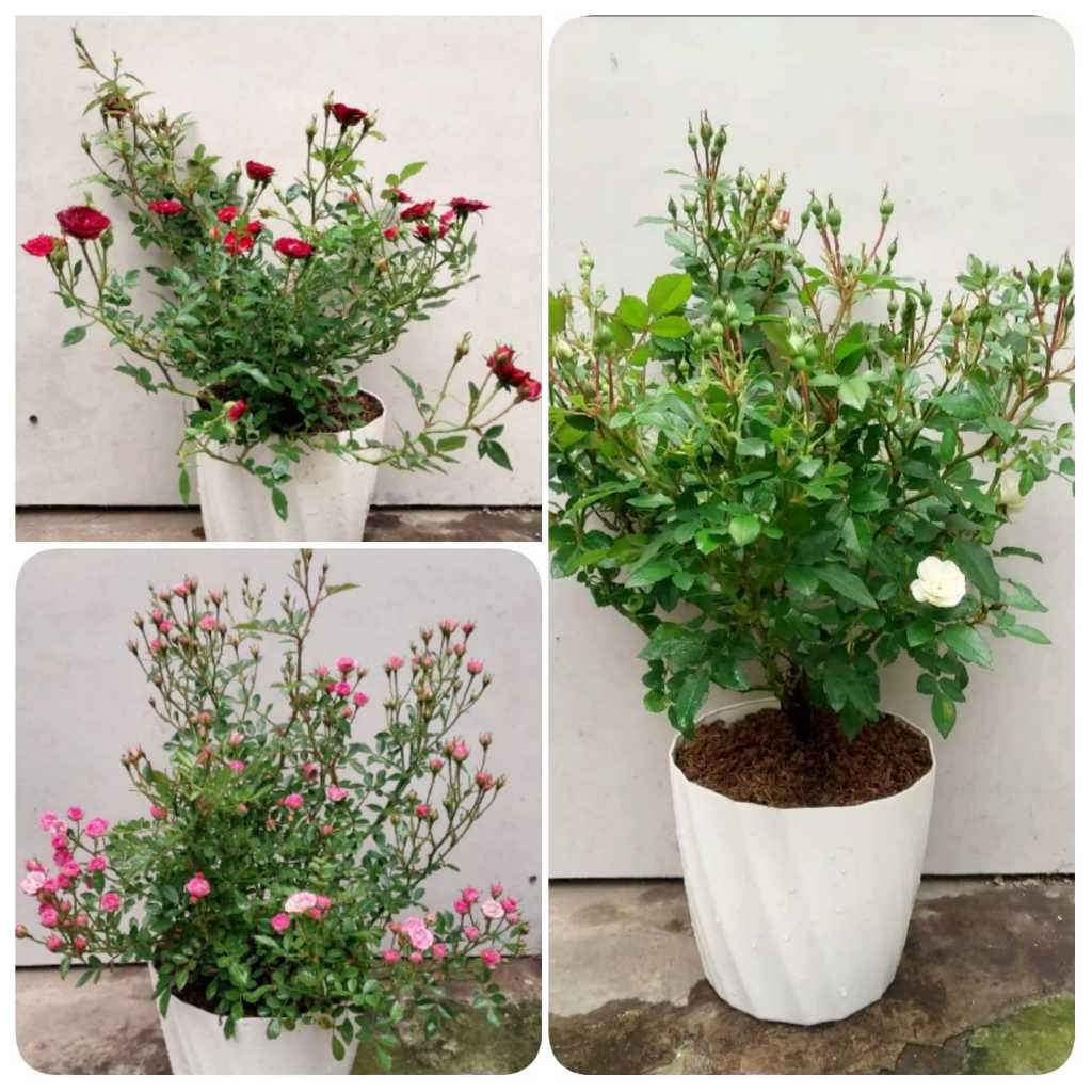 Jual TANAMAN HIDUP BUNGA MAWAR BABY MINION SUPER RIMBUN (BERBUNGA LEBAT) | Shopee Indonesia