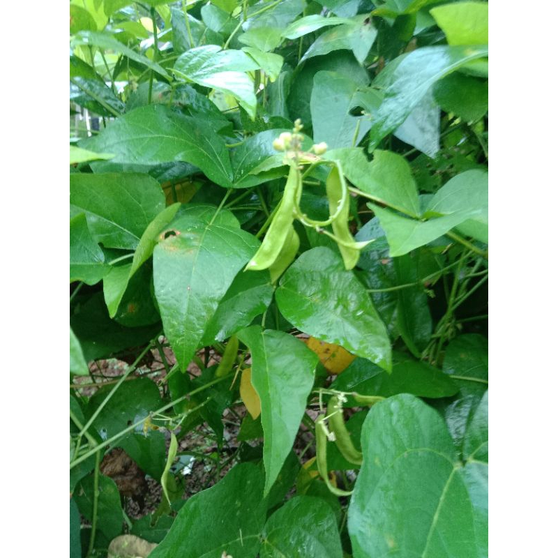 Jual sayur kacang roay | Shopee Indonesia