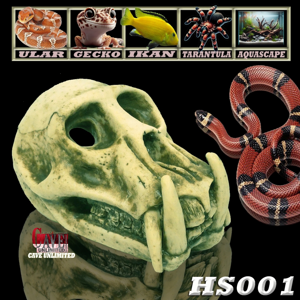 Jual HS001 HIDING SKULL TULANG TENGKORAK BABON FOSIL MONYET MONKEY ...