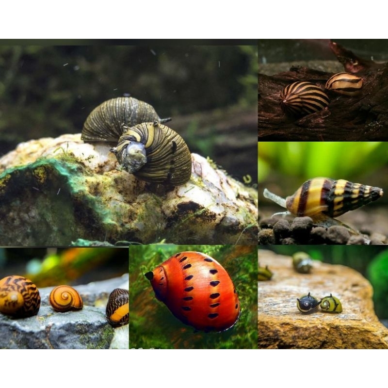 Jual Keong aquascape air tawar 10 ekor warna warni pembersih aquascape ...