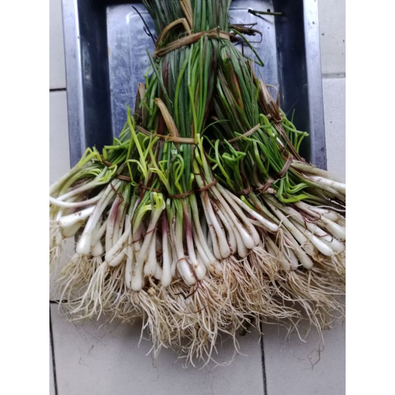Jual bawang lokio lengkio kucay 250gr mang sayur | Shopee Indonesia