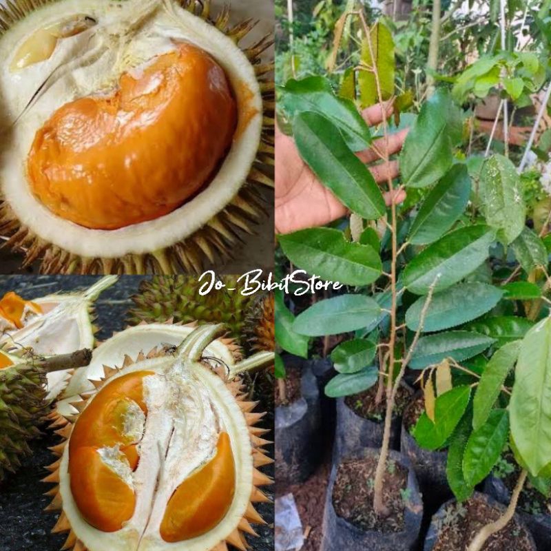 Jual Bibit Durian Super Tembaga Cepat Berbuah | Hasil Okulasi | Shopee ...