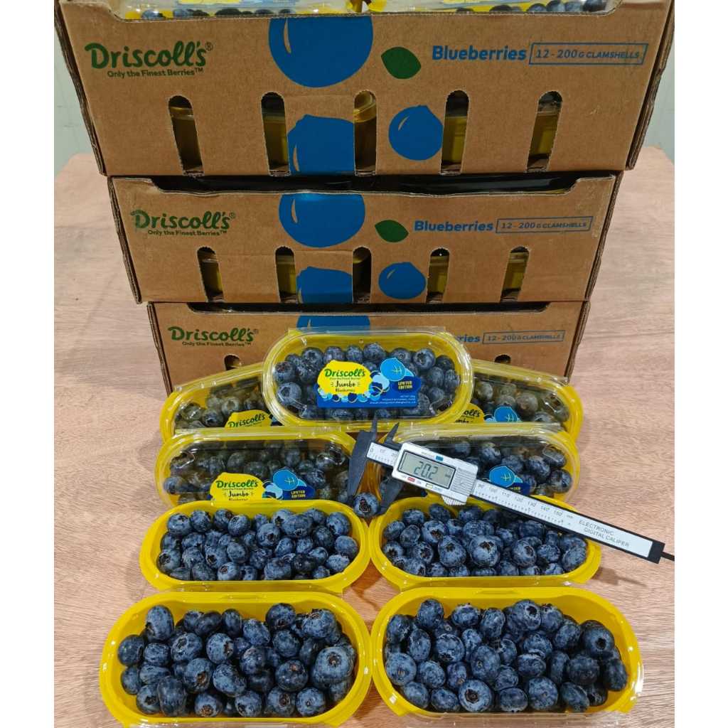 Jual Blueberry Driscolls Jumbo Australia 1 Dus (12 Pack) Fresh Import ...