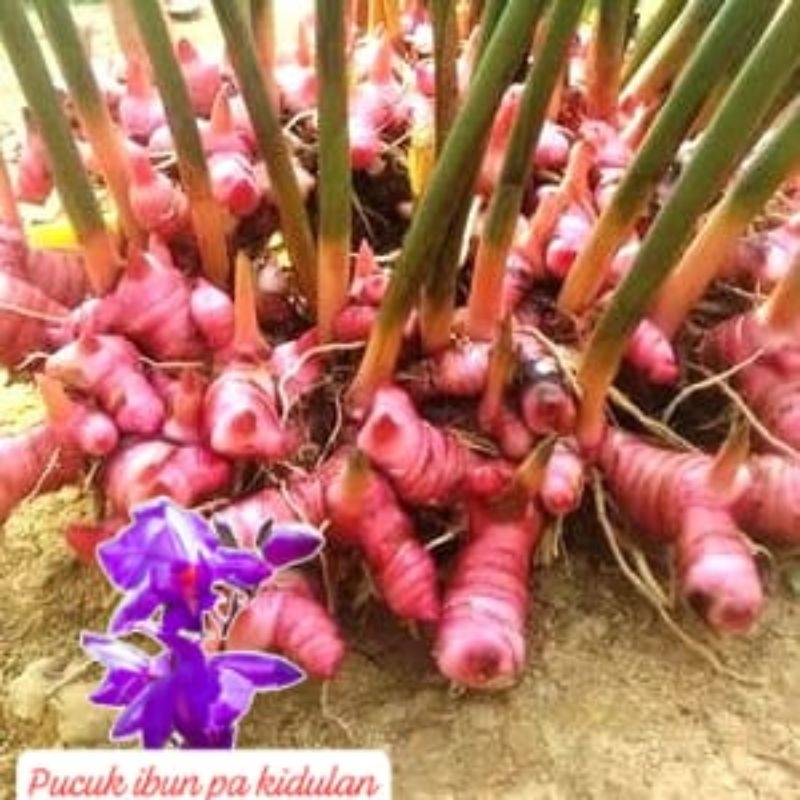 Jual lengkuas laja merah herbal/1kg | Shopee Indonesia