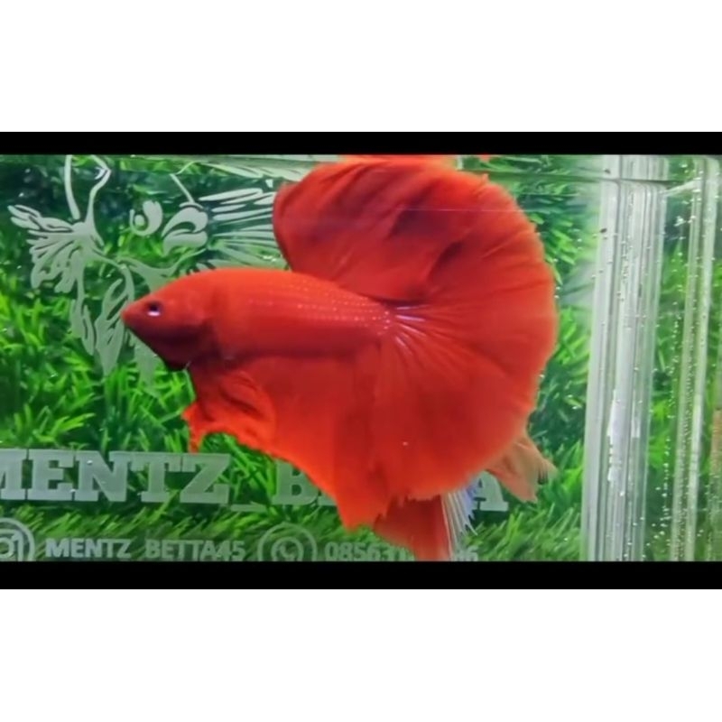 Jual HM SUPER RED | Shopee Indonesia