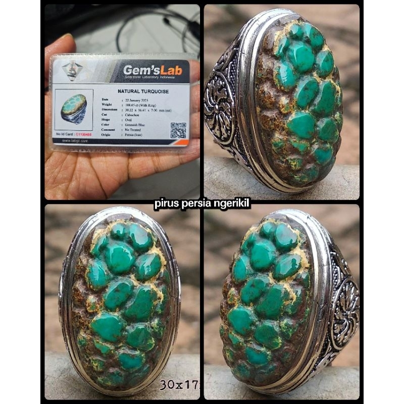 Jual pirus ngerikil persia asli ijo daun ( kelas kontes bos ) | Shopee ...