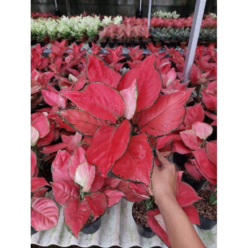 Jual Aglonema red anja super (dewasa) | Shopee Indonesia