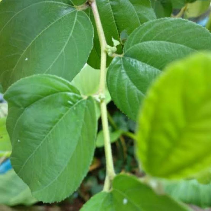 Jual Daun Bidara arab 30 Lembar | Shopee Indonesia