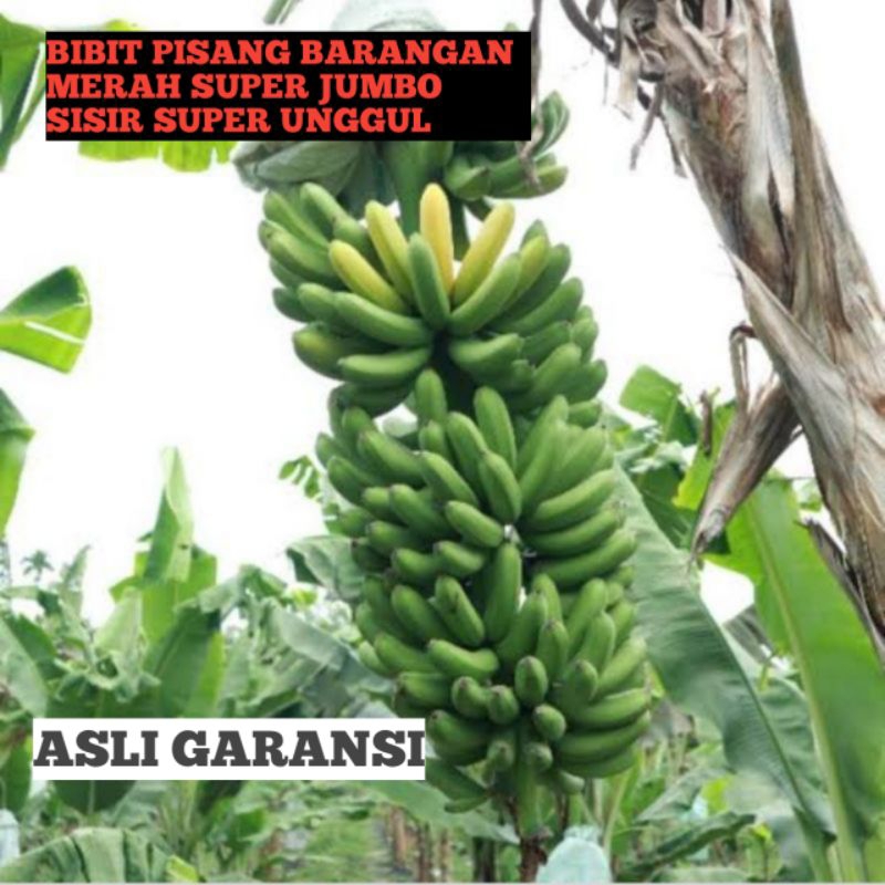 Jual bibit pohon pisang barangan merah/pisang medan siap tanam asli ...
