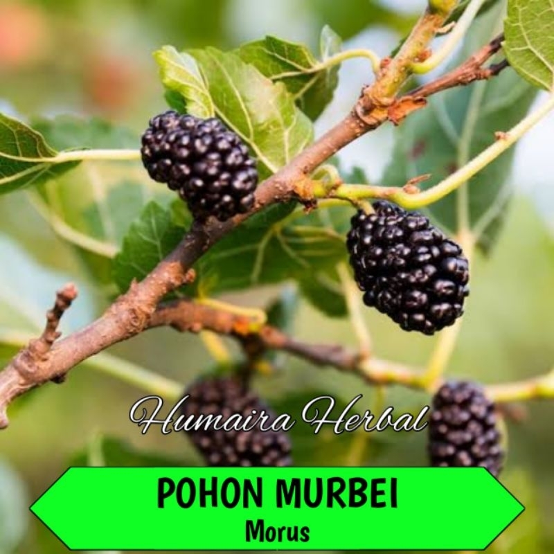 Jual MURBEI Pohon Murbei Bibit Murbei Siap Tanam Sudah Berakar Lebat | Shopee Indonesia