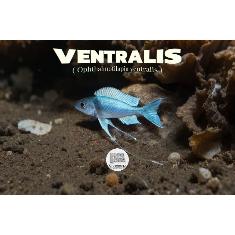 Jual Ophthalmotilapia ventralis cichlid | Shopee Indonesia