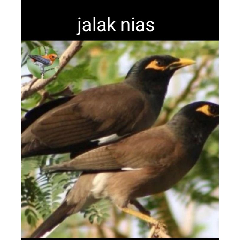Jual Jalak Nias Bird | Shopee Indonesia