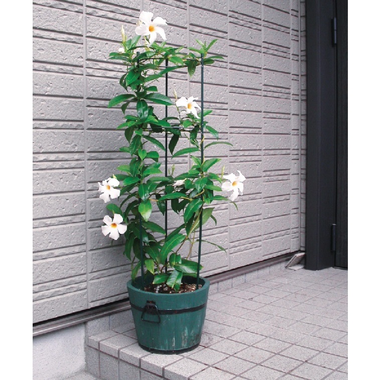 Jual Penyangga tanaman dan rambatan bunga atau sayuran - tinggi 120 cm ...