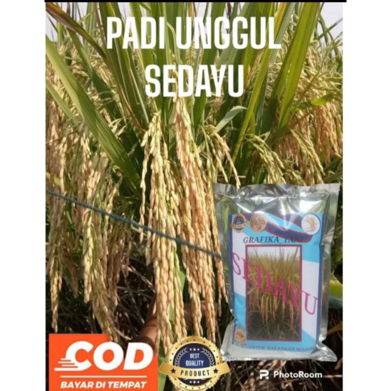 Jual BENIH PADI SEDAYU KUALITAS SUPER UNGGUL KEMASAN 1KG | Shopee Indonesia
