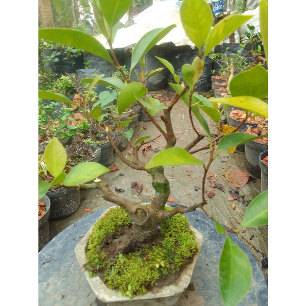 Jual Bonsai beringin iprik atau preh mame siap pajang | Shopee Indonesia