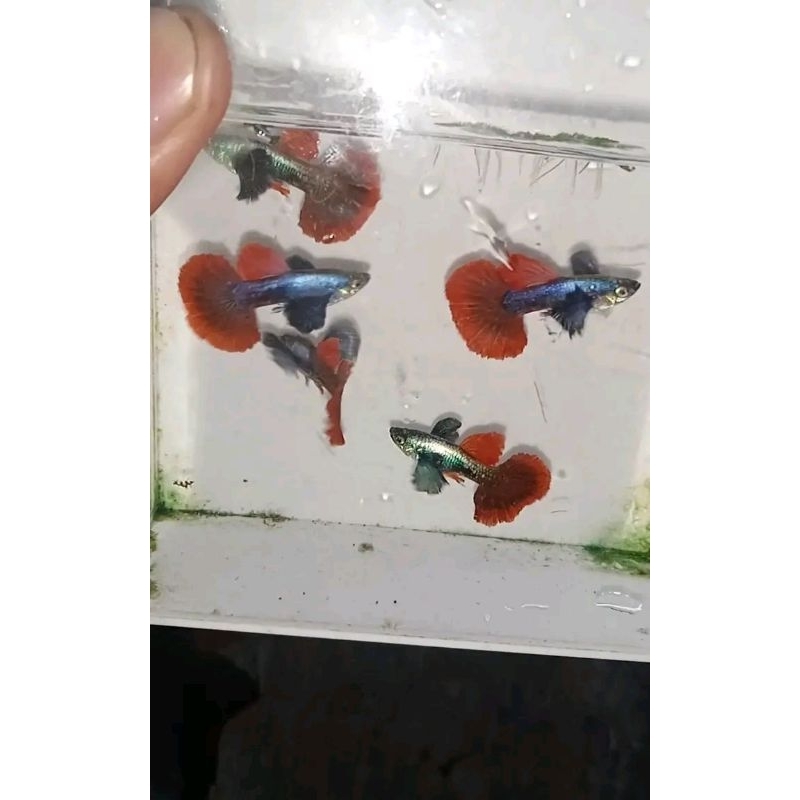 Jual hiasan aquarium guppy prtde 7 pasang | Shopee Indonesia