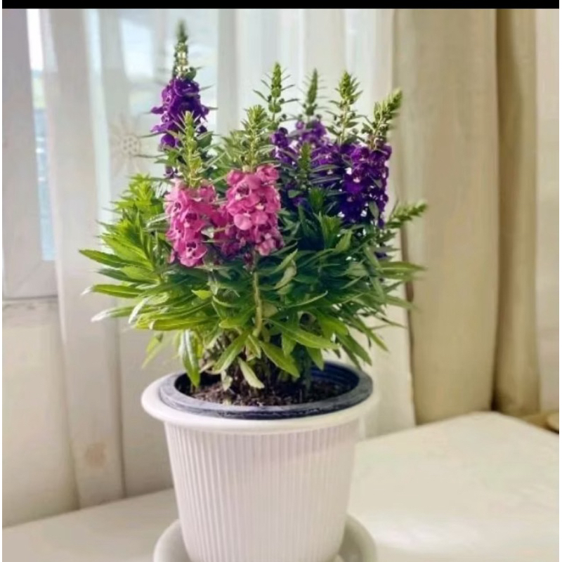 Jual tanaman lavender ANGELONIA bunga random sudah berbunga rimbun plus ...