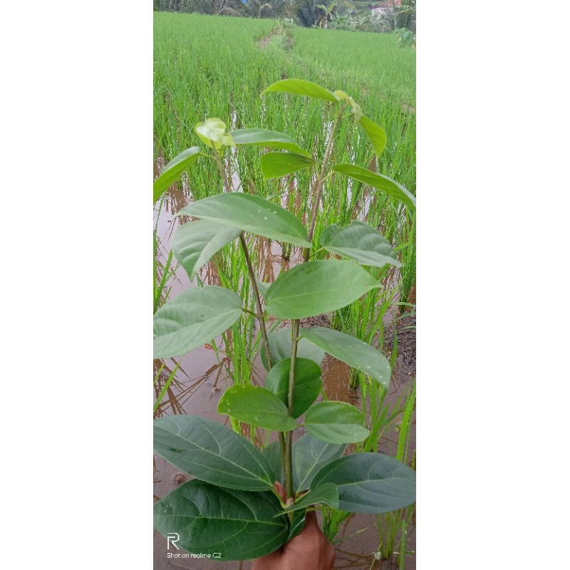 Jual daun cincau segar /1kg | Shopee Indonesia