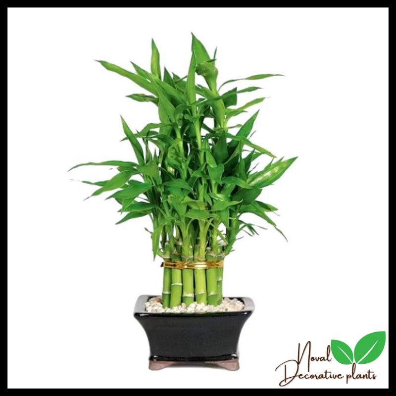 Jual Promo COD!!! Tanaman hias bambu hoky 3 batang - bambu pembawa ...