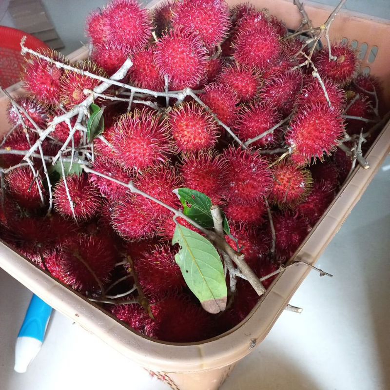 Jual Rambutan Aceh (berat 2kg) | Shopee Indonesia