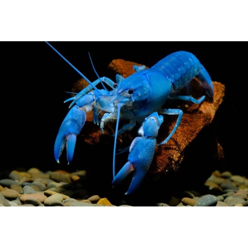 Jual Lobster biru / lobster hias biru clarki / udang hias lobster air ...