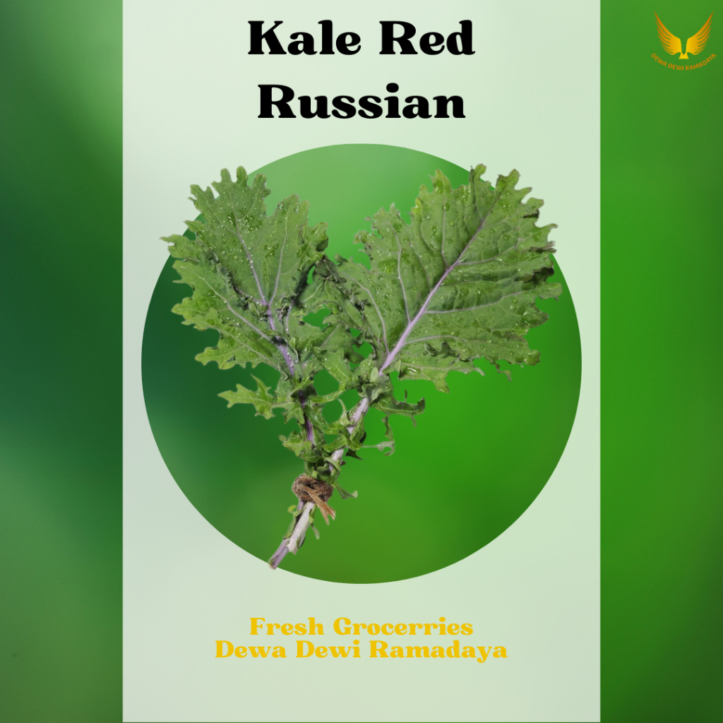 Jual Kale Red Russian Organik Dewa Dewi Rama Daya | Shopee Indonesia