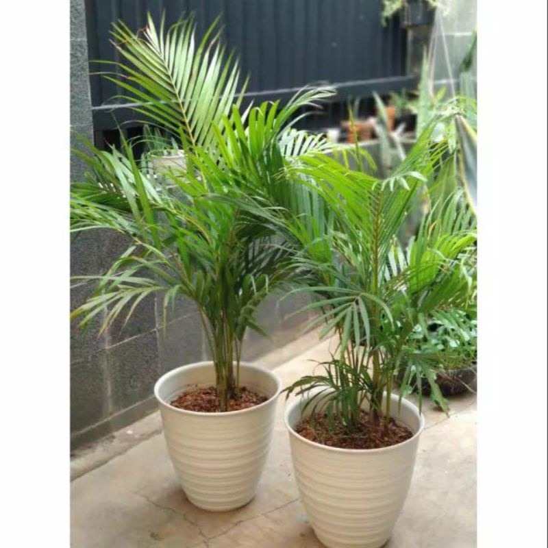 Jual Pohon Pinang Palem Kuning | Shopee Indonesia