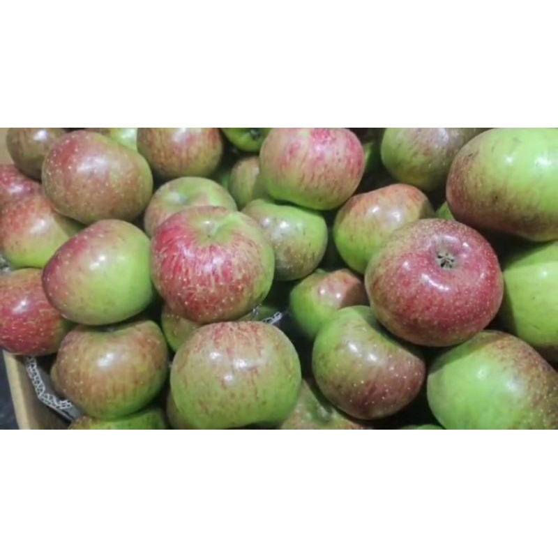 Jual APEL MALANG FRESH 1KG | Shopee Indonesia