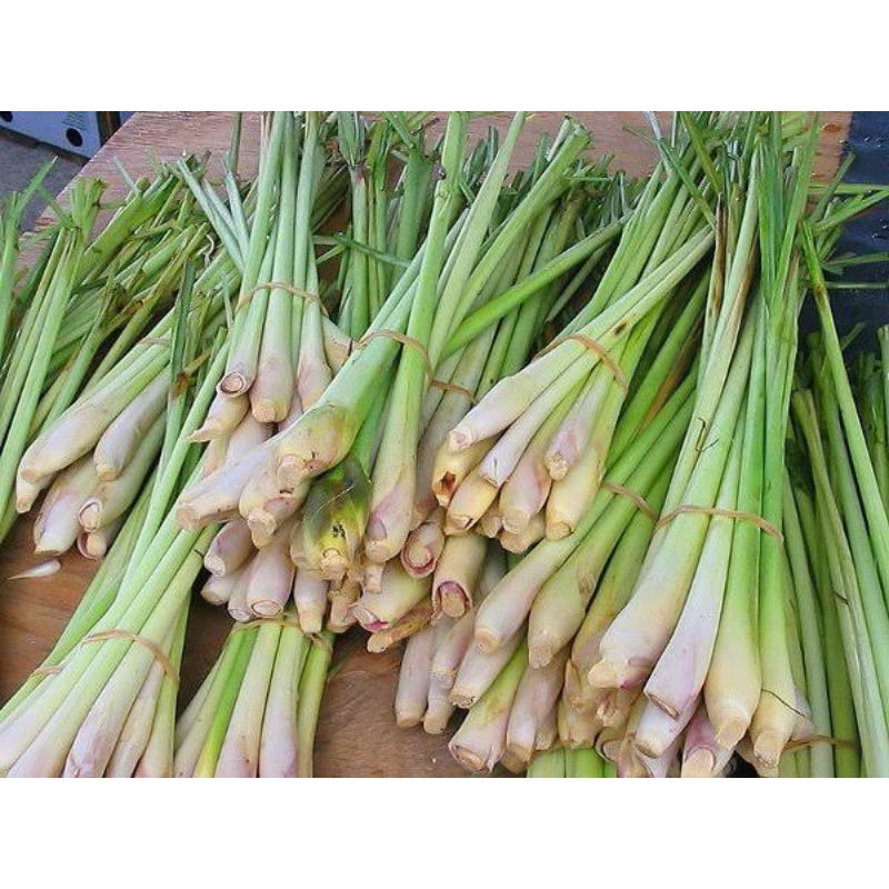 Jual serai/sereh berat 1kg | Shopee Indonesia