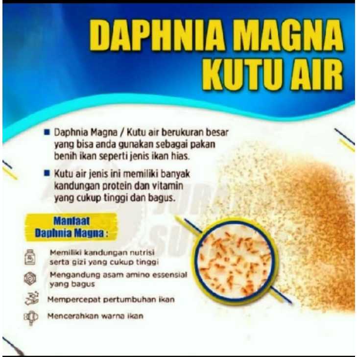 Jual Kutu air kutir raksasa daphnia dapnia magna pakan ikan hias guppy ...