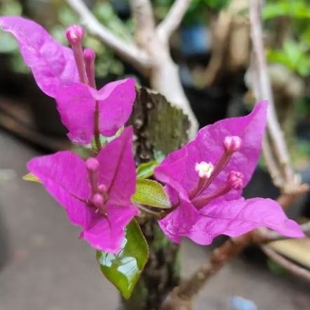 Jual Tanaman Bugenvil Berat 1 kg | Shopee Indonesia