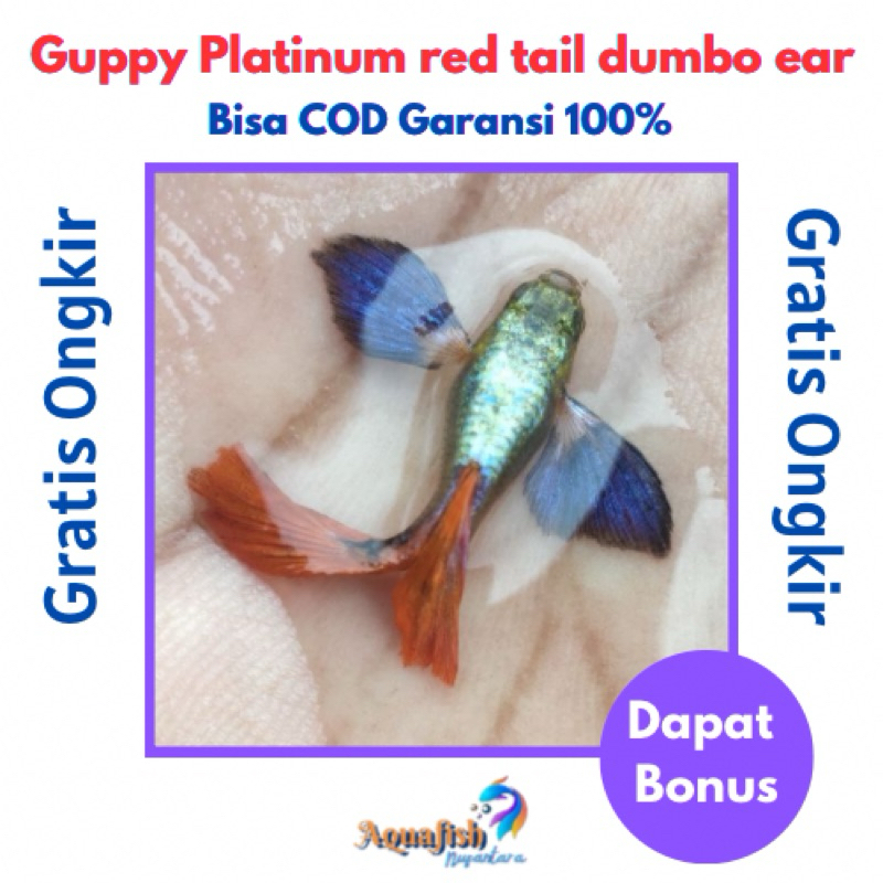 Jual Guppy Platinum Red tail dumbo ear (PRTDE) | Aquatic | Shopee Indonesia