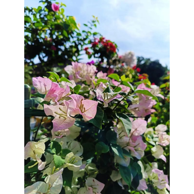 Jual Bougenvile Bibit Bengawan Solo Original Shopee Indonesia
