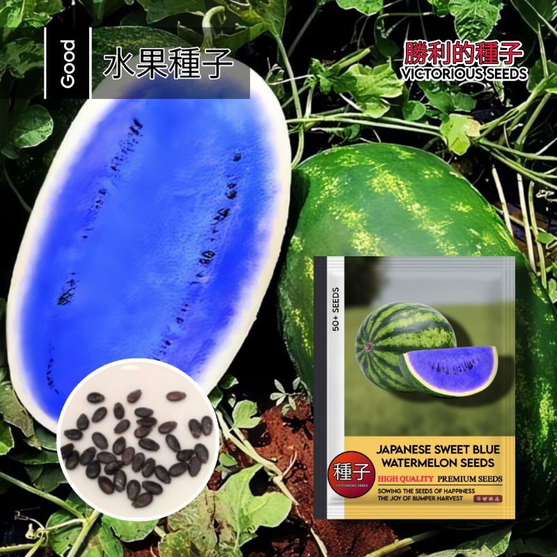 Jual 1 Pack (50 Butir) Semangka Biru Sweet Blue Jepang F1 Kemasan ...