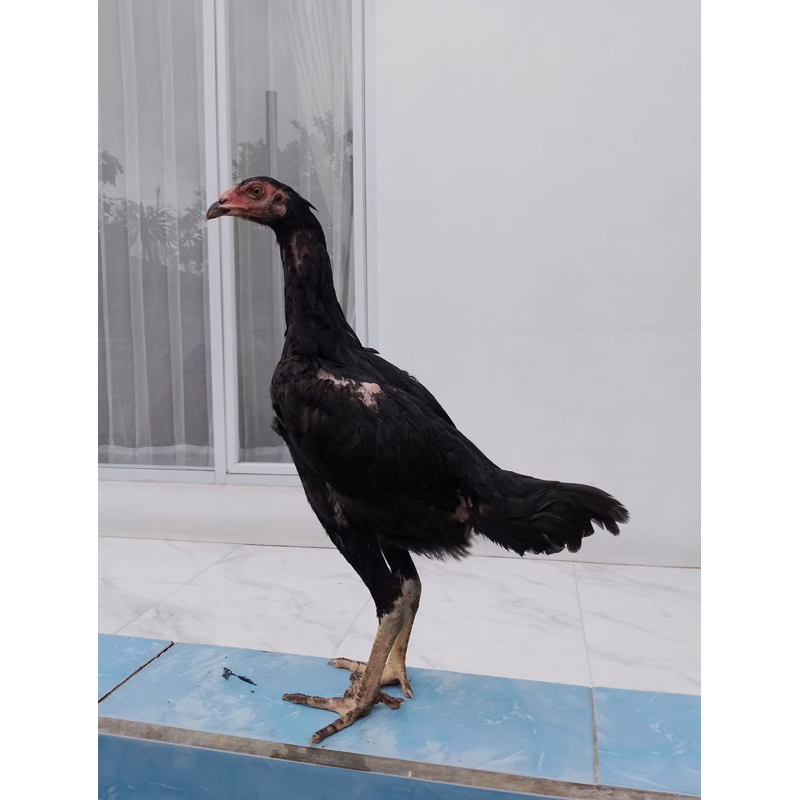 Jual Ayam Betina Jenis Pakhoy x Koytrad usia 3 Bulan lebih, Materi ...